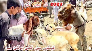 Karachi Bakra Mandi Bhains Colony Latest Rates Update 17 Jun 2026 ...