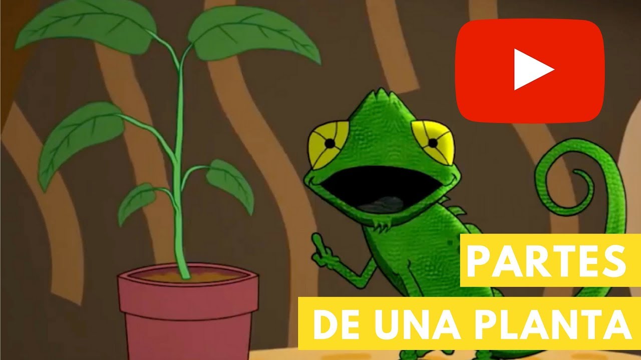 Partes De Una Planta Camaleón Youtube
