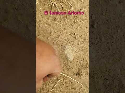 Así Se Ve El Famoso Arlomo Parte 2 Youtube