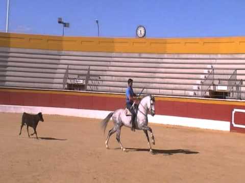 Rejoneador Javier San Jose Para La Becerra Con Zimbro Youtube