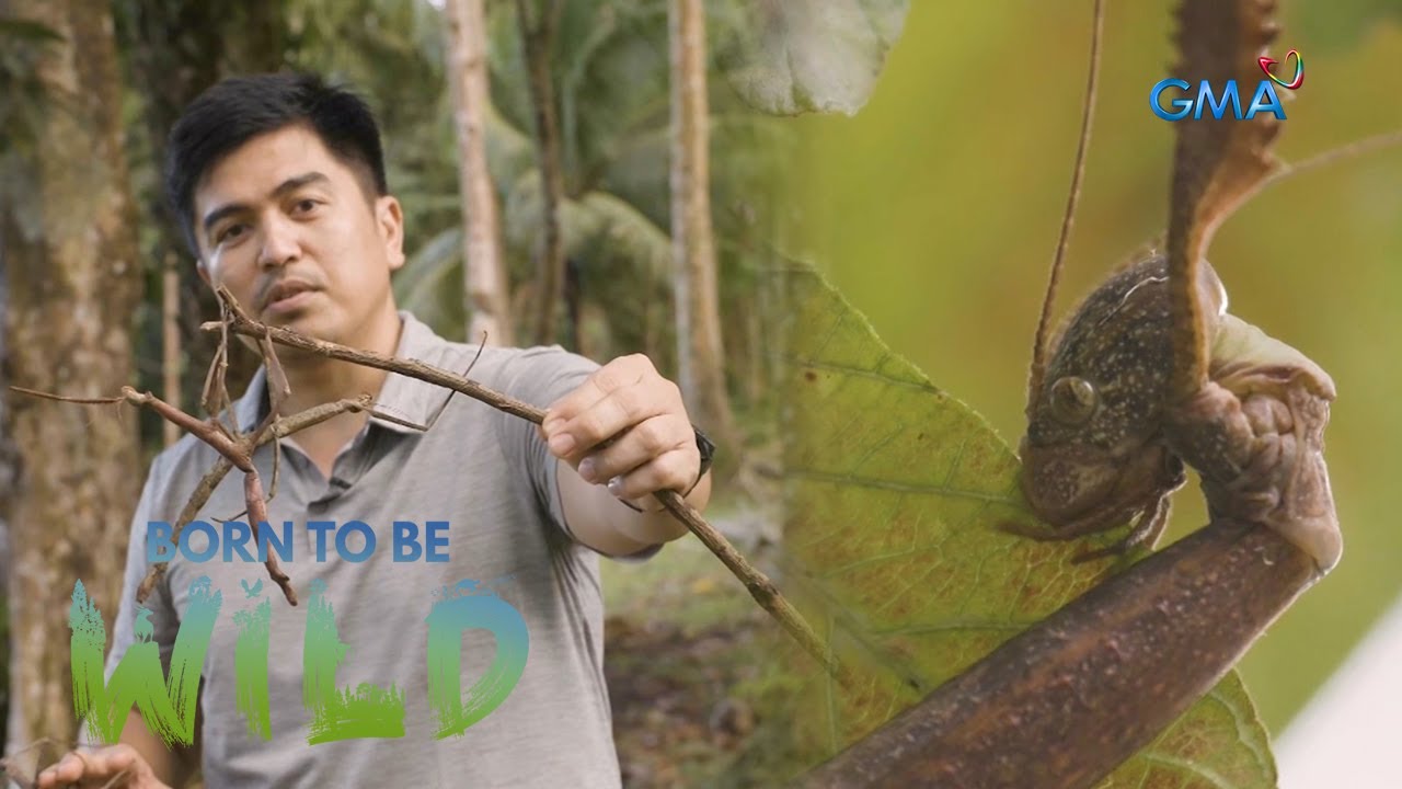 Walking Stick Insect S Ability To Camouflage Born To Be Wild Youtube