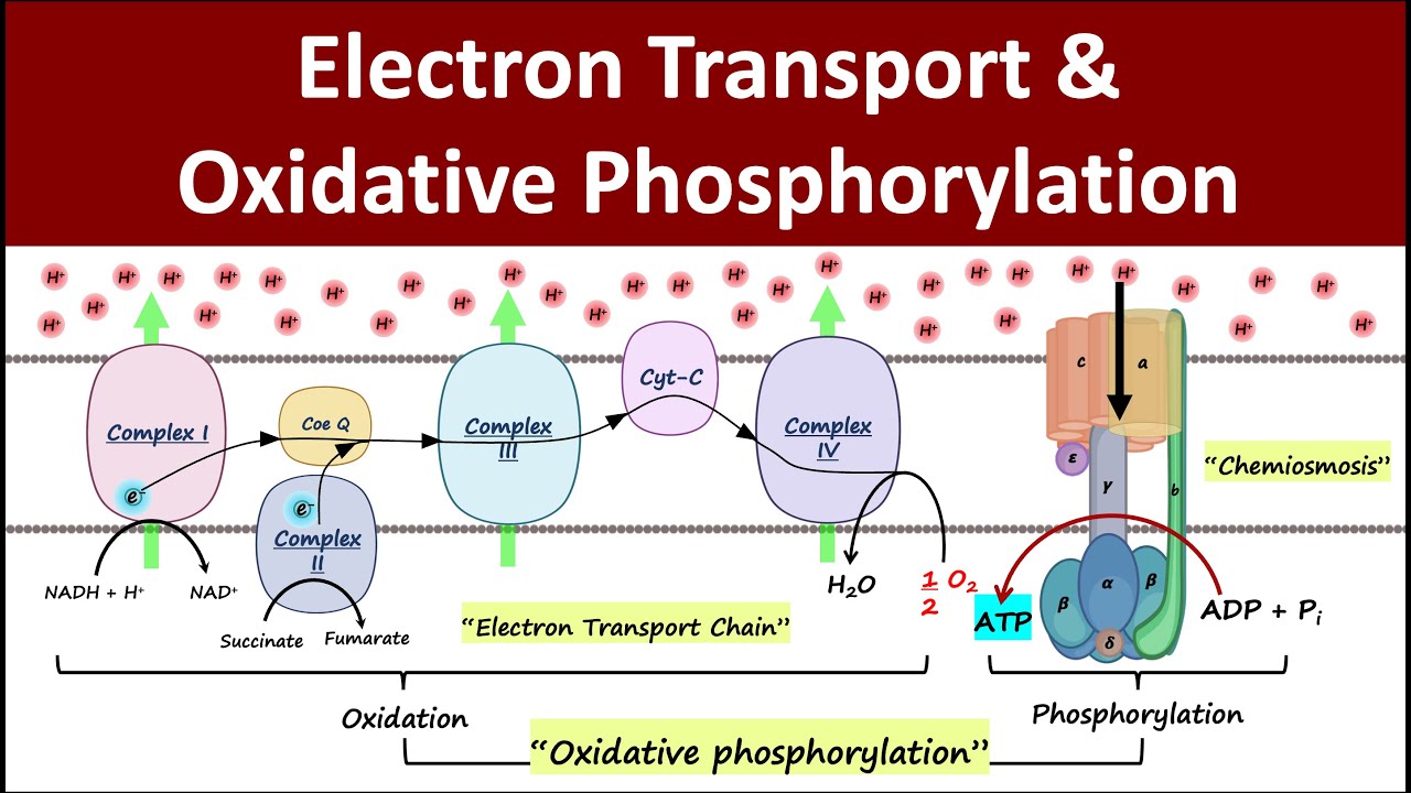 Oxidative Phosphorylation Occurs In Mitochondria
