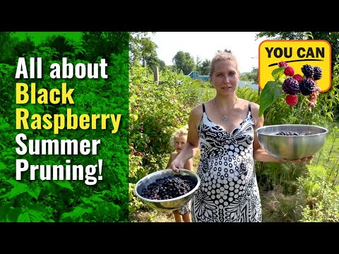 All About Black Raspberry Summer Pruning Youtube