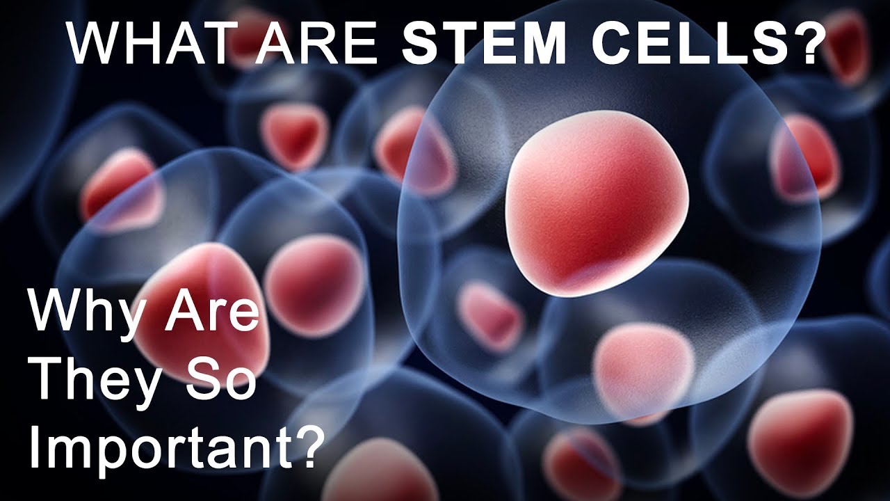 What Are Stem Cells Why Are They So Important Part 1 Youtube