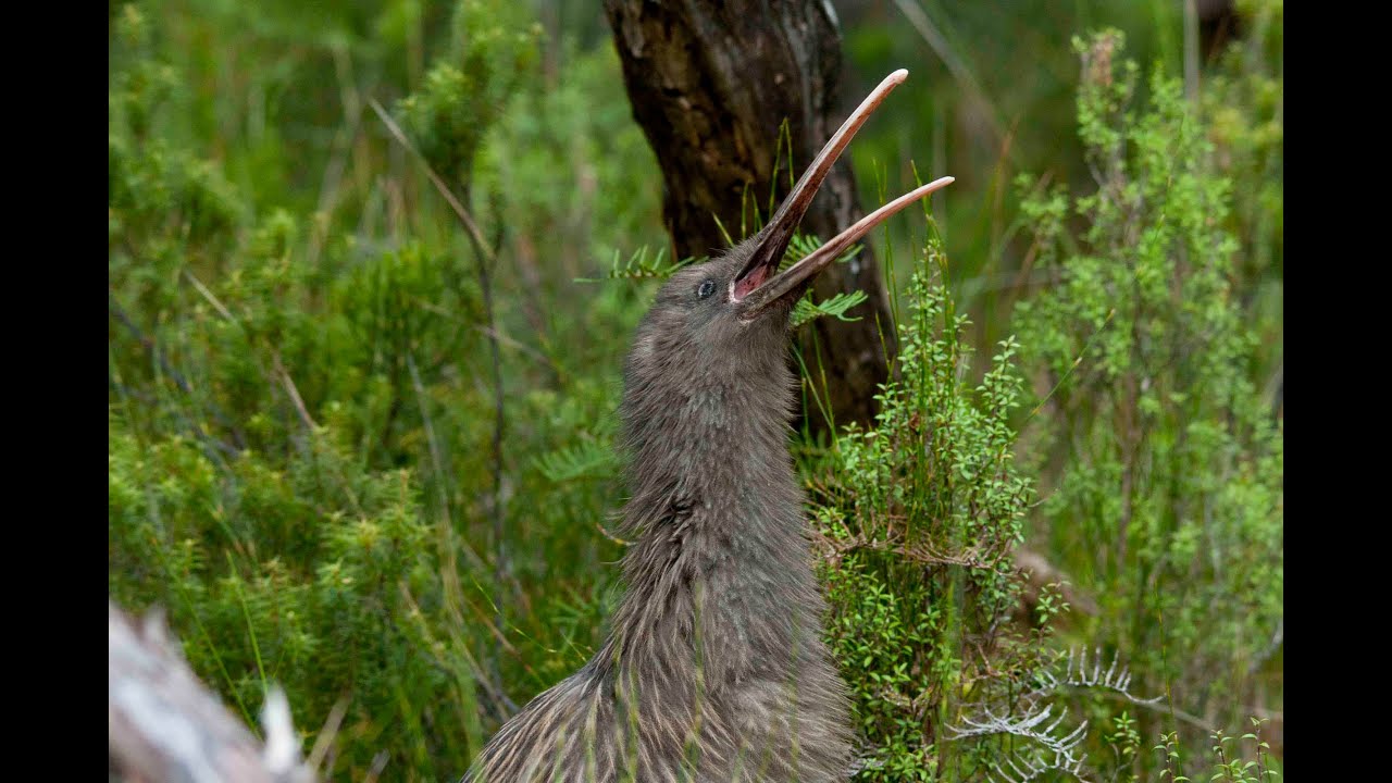 Amazing Footage Of A Wild Kiwi Call In Daylight Never Before Filmed