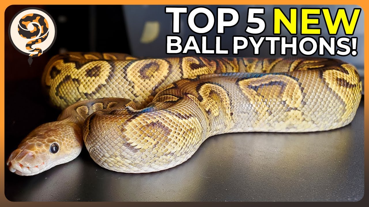 Ball Python Morphs Morph List World Of Ball Pythons