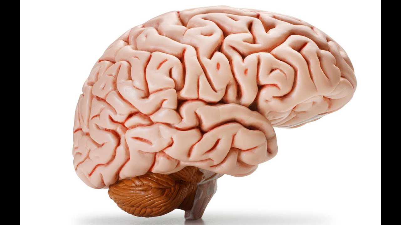 Brain Structure Function Youtube