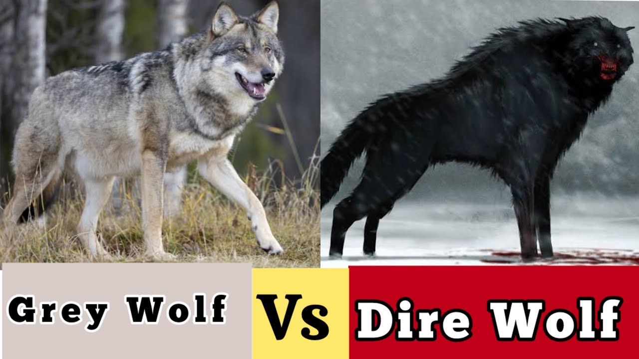Grey Wolf Vs Dire Wolf Size Comparison Facts About Dire Wolf Youtube