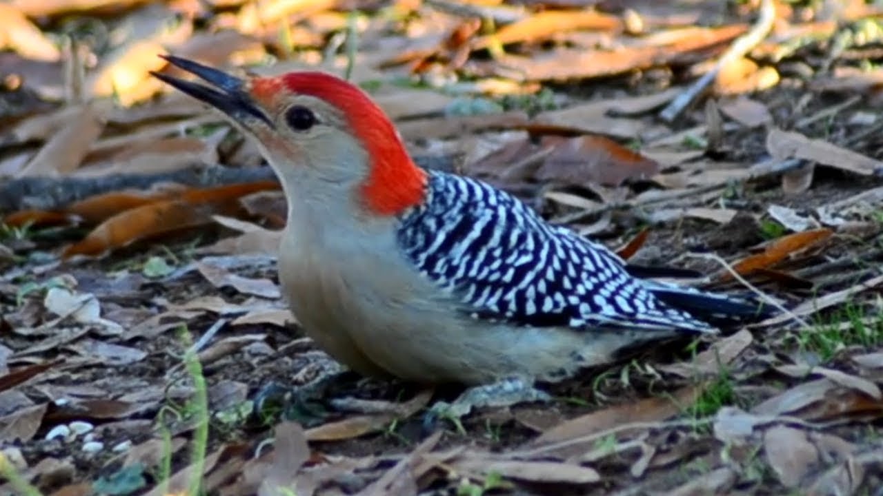 Red Bellied Woodpecker Female