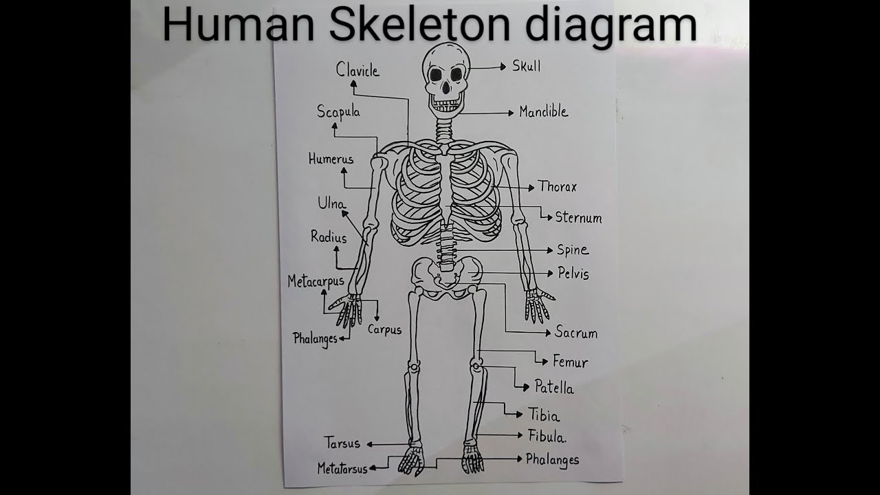How To Draw Human Skeleton Diagram Drawing Step By Step L Labeled