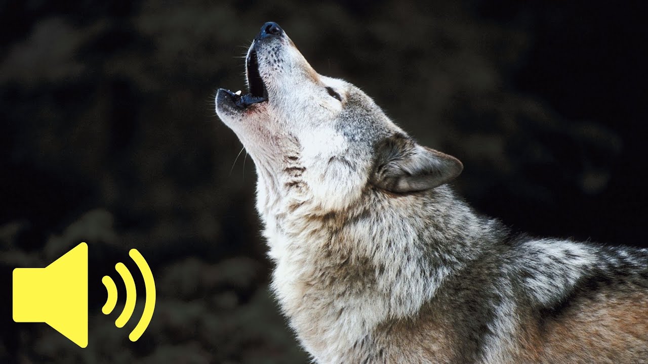 What Does A Wolf Sound Like Wolf Howling Sound Animal Sounds Youtube