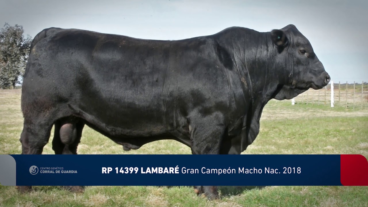 Lambar й тйи Corralero 14399 All Black K 752 C тйи Corral De Guardia тйи