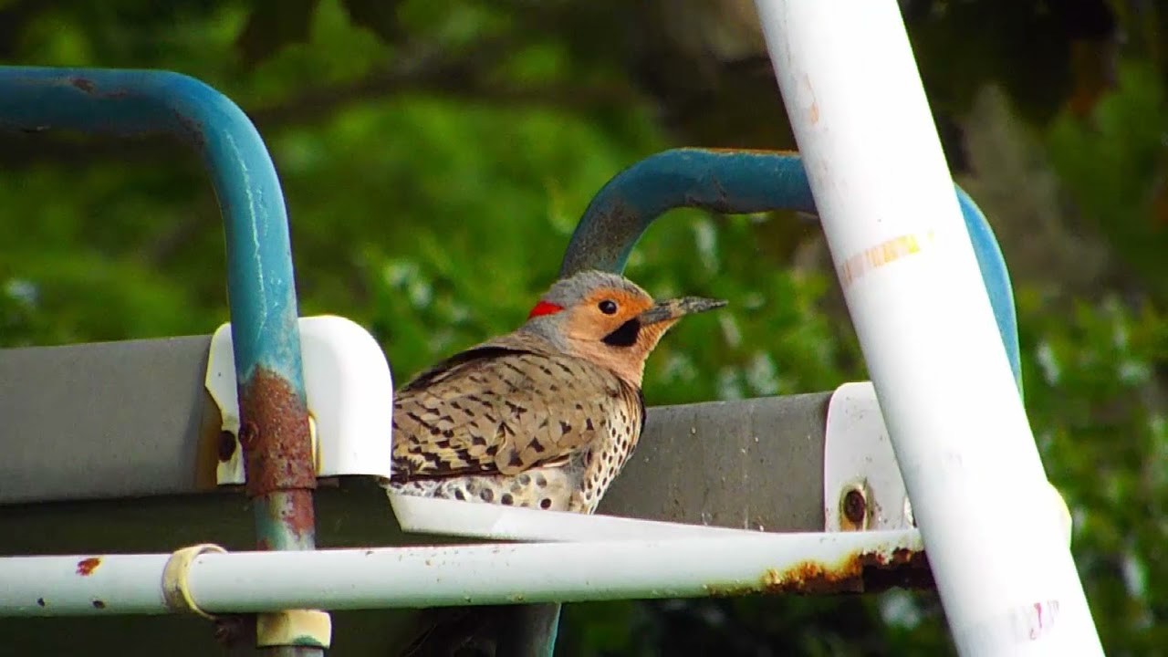 Crazy Machine Gun Woodpecker Returns Northern Flicker Drills Metal