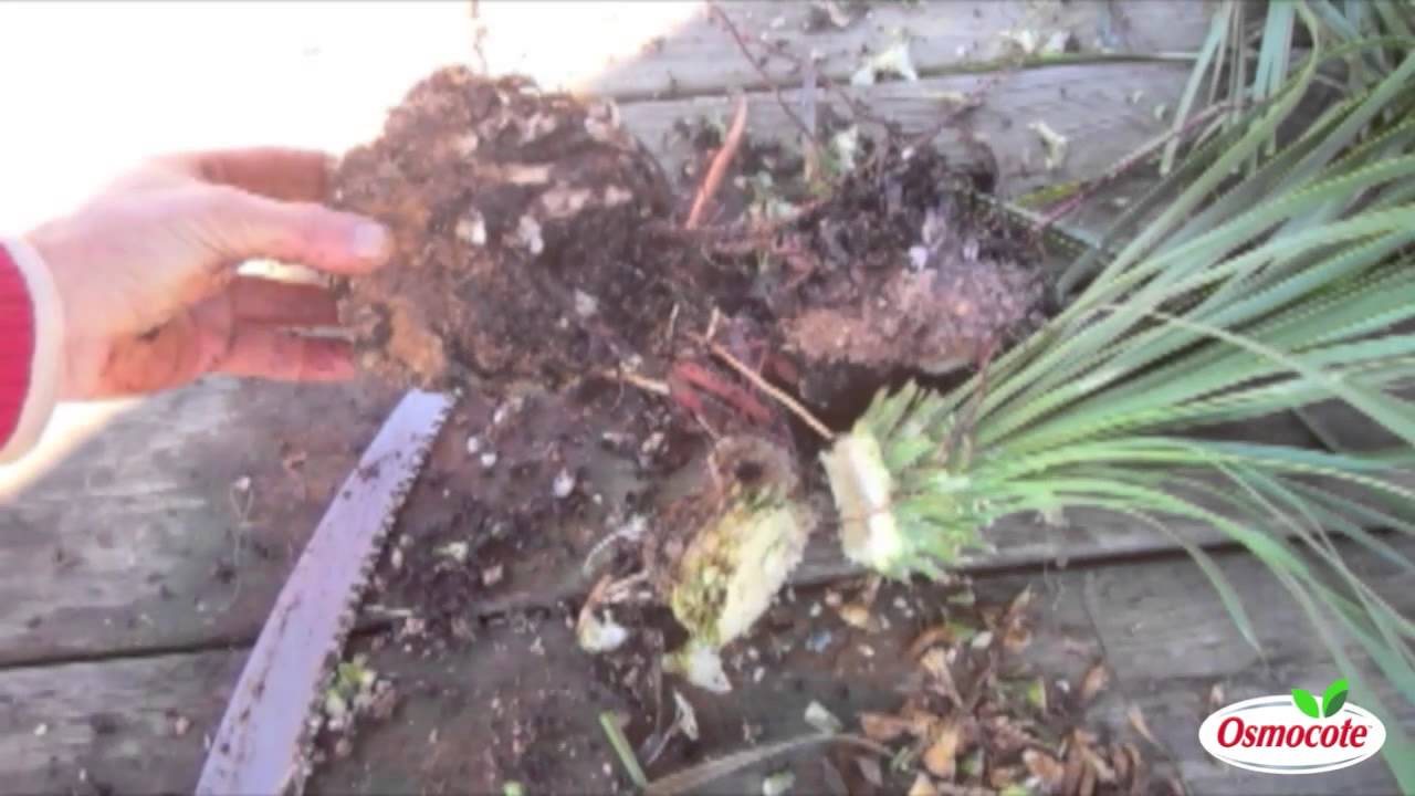 Garden Tutorial Dividing Yuccas For Propagation Yucca Rostrata Youtube