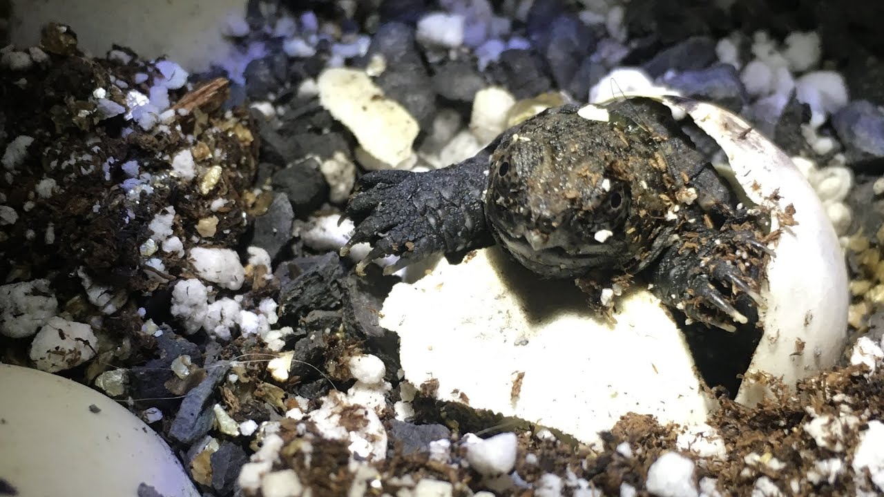 Snapping Turtle Egg Recovery Incubation And Hatching Youtube