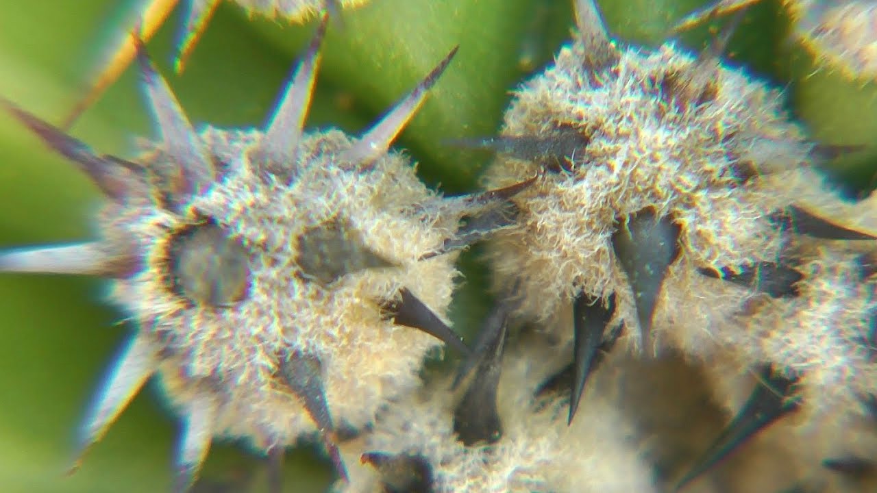 Everyday Things Under A Microscope Awesome Youtube