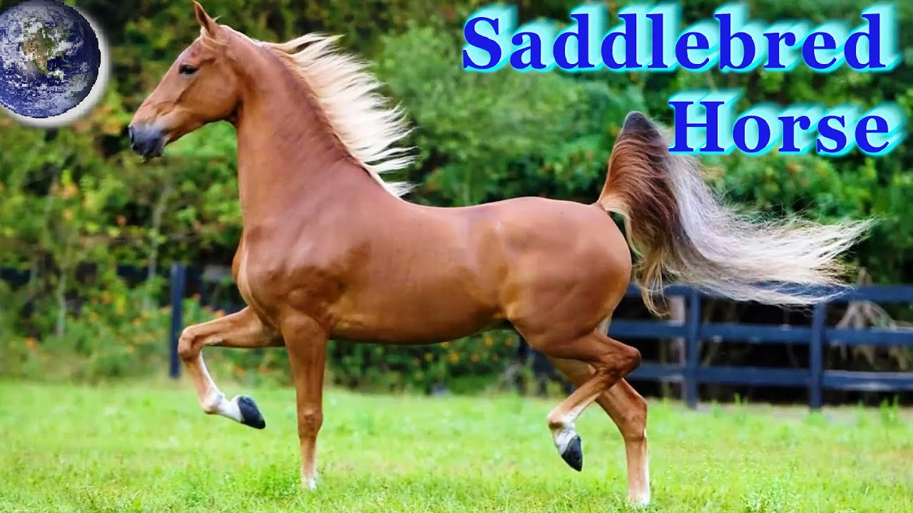 Top Beautiful American Saddlebred Horse In The World Youtube