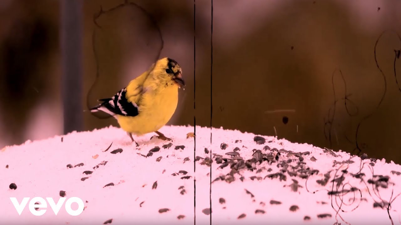 Myfarete Laze 6 Birbilat Youtube Music