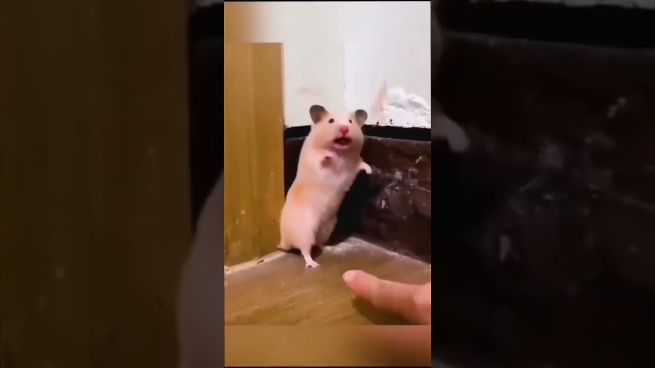 Camponotus Care Guide How To Keep Camponotus Ants As Pets