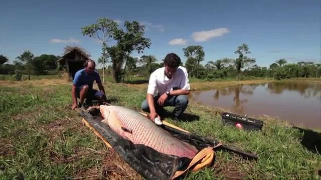 Paiche Arapaima Gigas Farm Raised Mar Terra Youtube
