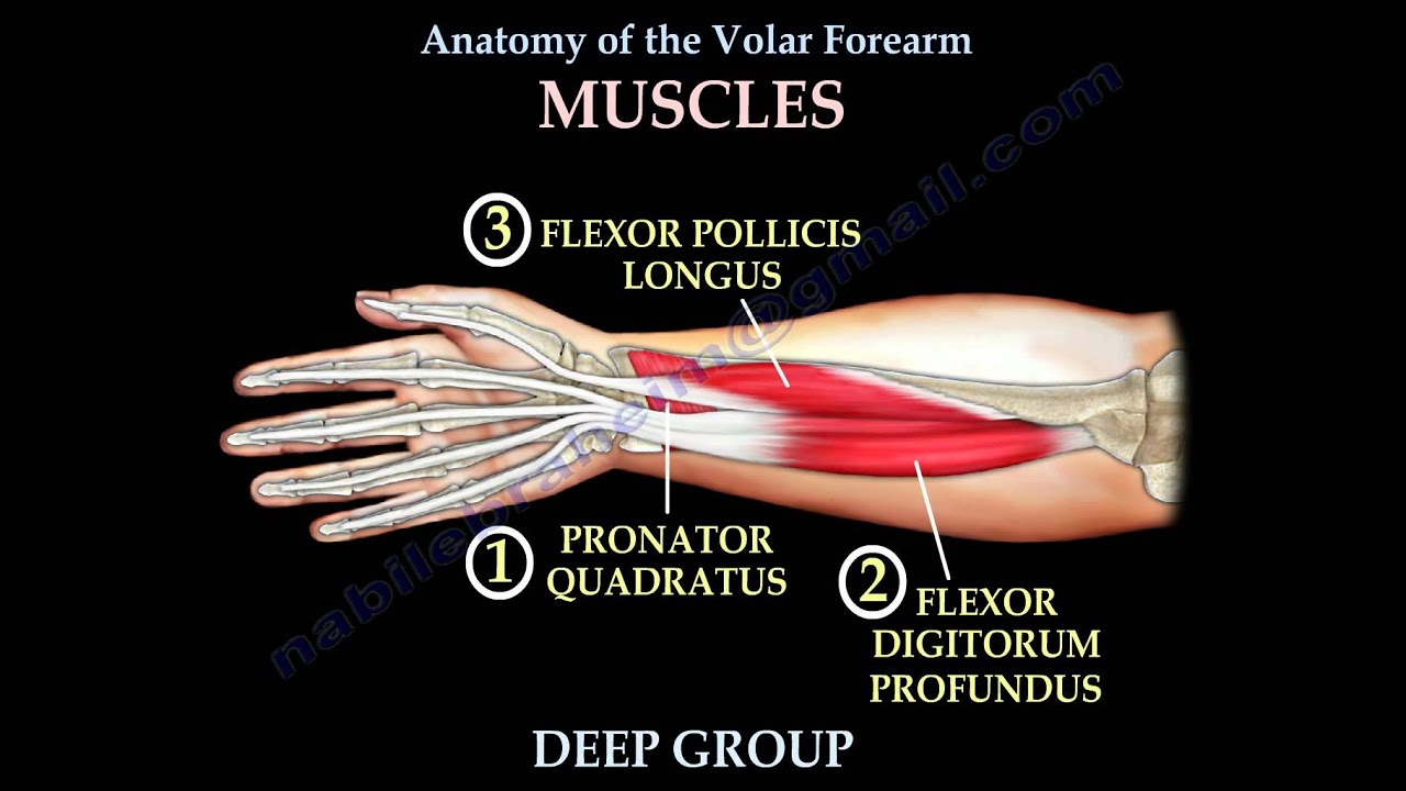 Volar Anatomy