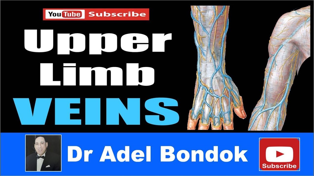 Upper Limb Veins Dr Adel Bondok Youtube