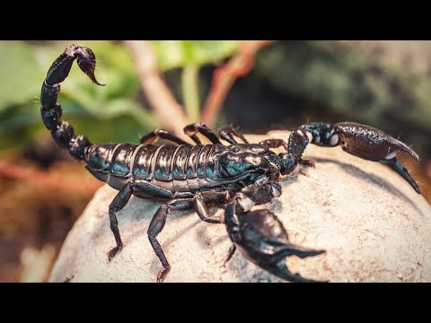 Scorpion 4k Video Movement Of Amazing Animals рџ ћрџ ћрџ ћрџ ђрџ ћ Youtube