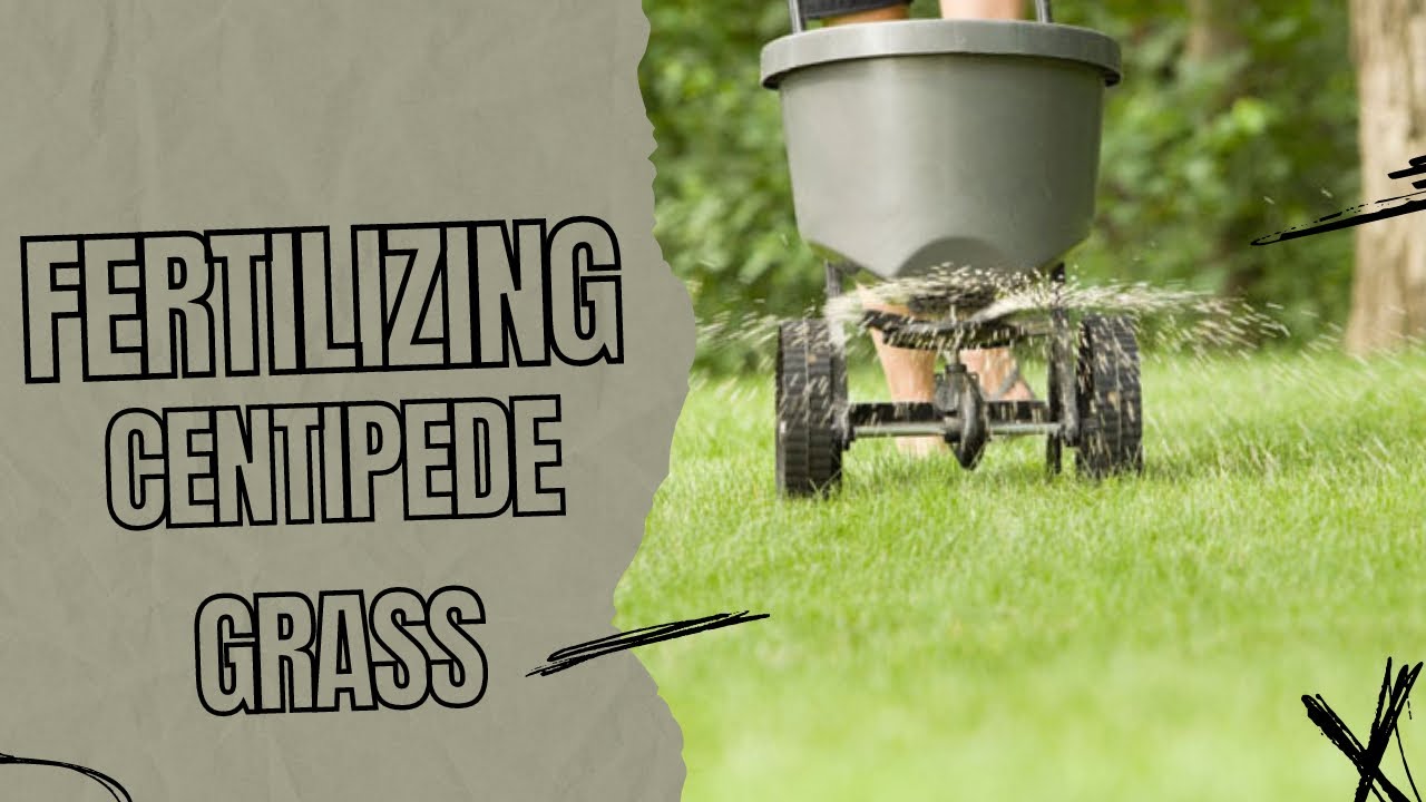 Caring For Centipede Grass Fertilizing Tips Youtube