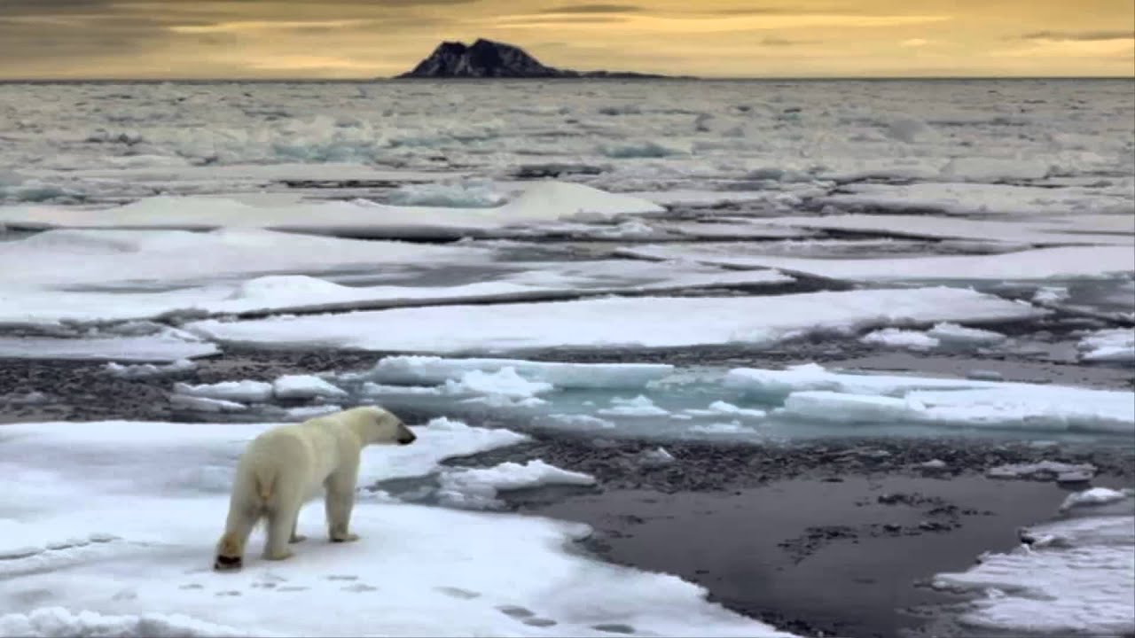 Extincion De Los Osos Polares En El 2020 Youtube