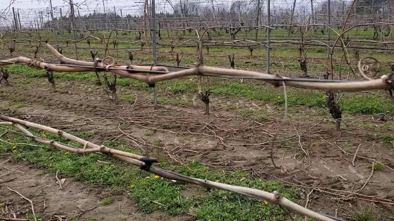 Pruning Techniques Youtube