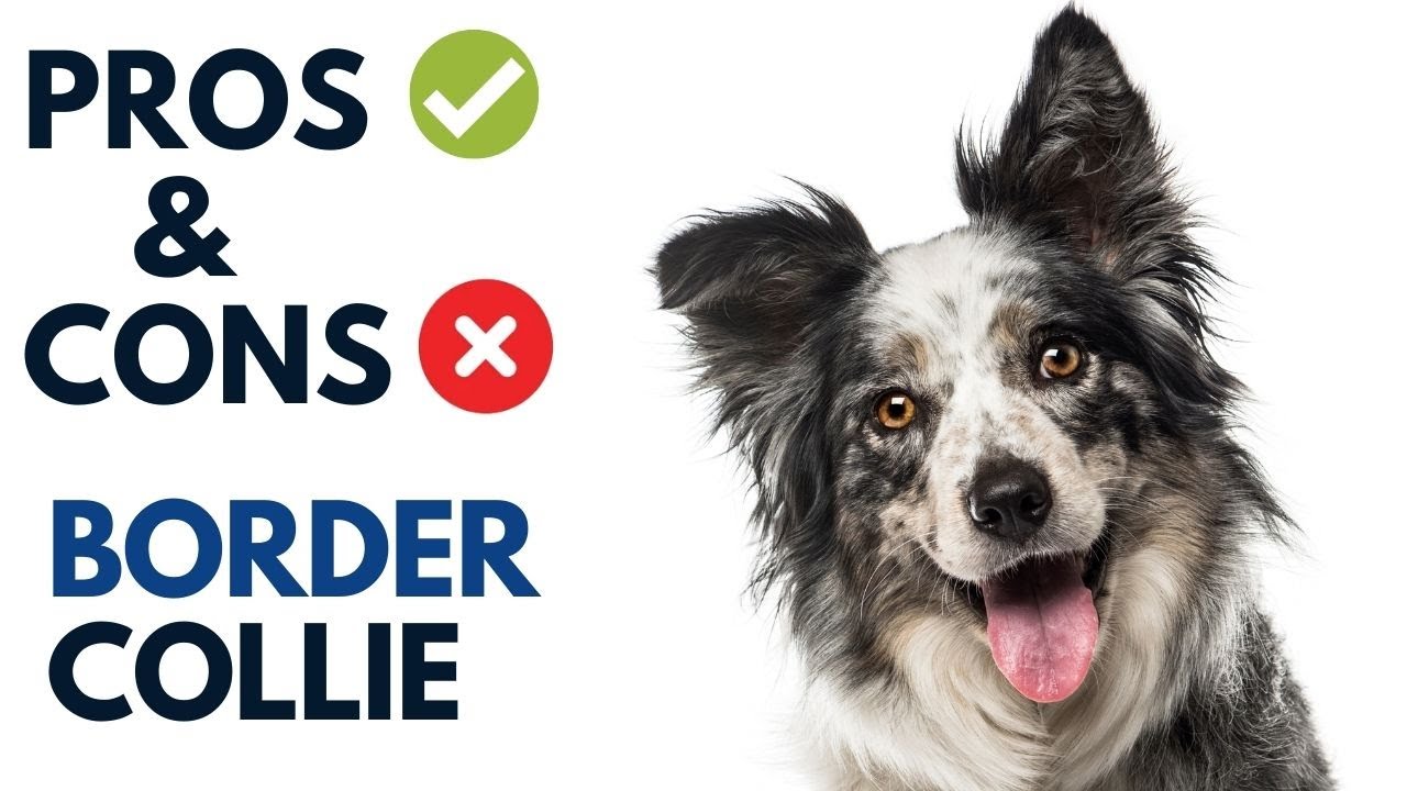 Border Collie Pros And Cons Border Collie Advantages And