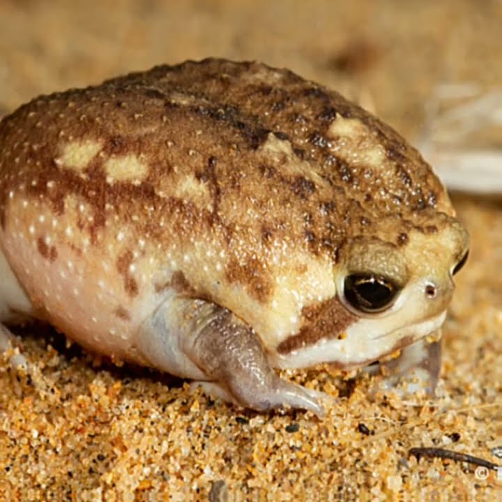 Rainies Rain Frog Frog Commonrainfrog Rainfrog Cute Shorts Funny