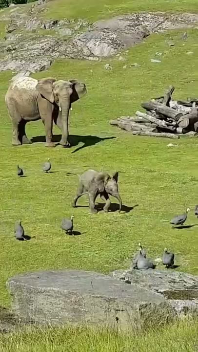 Baby Elephant Chases Birds Youtube