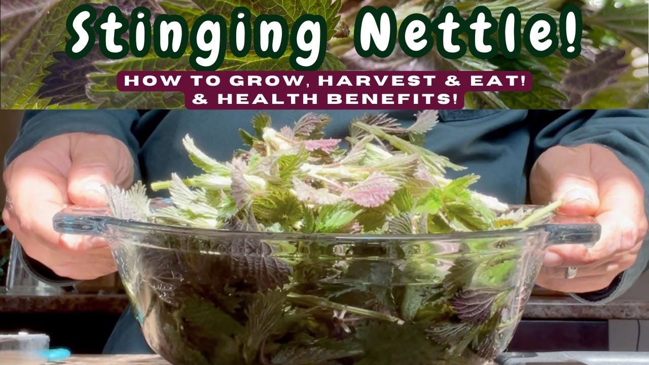 Stinging Nettle How To Grow Harvest Eat This Very Nutritious