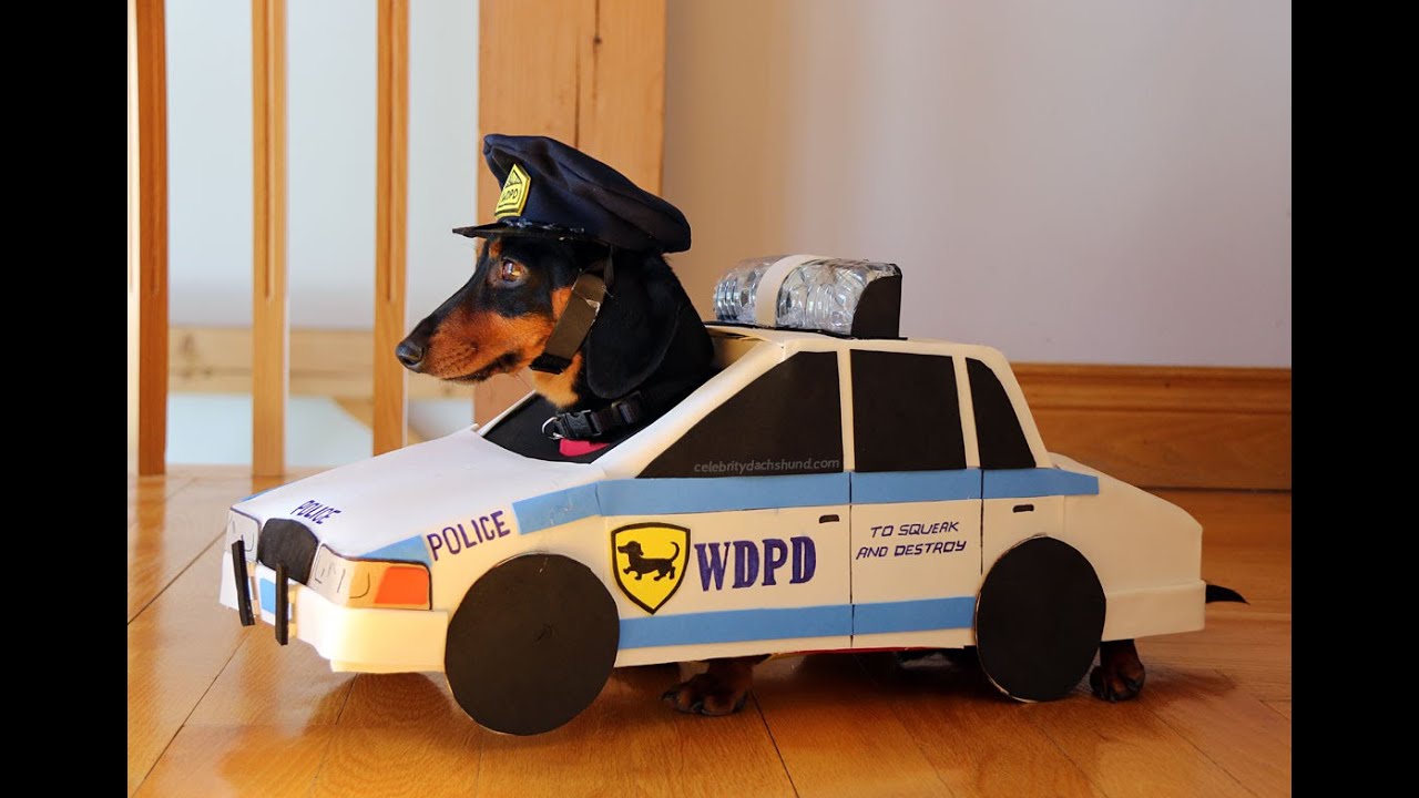 Dachshund Cops Robbers Crusoe Oakley Dachshund Youtube