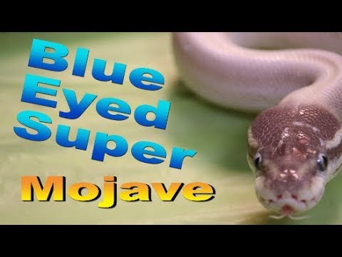 Super Mojave Ball Or Royal Python With The Deadly Tarantula Girl Youtube