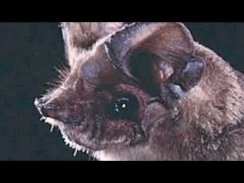 Bat Sounds Youtube