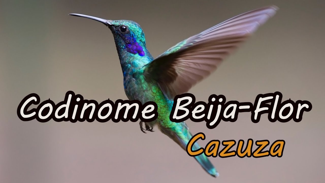 Codinome Beija Flor Cazuza Youtube