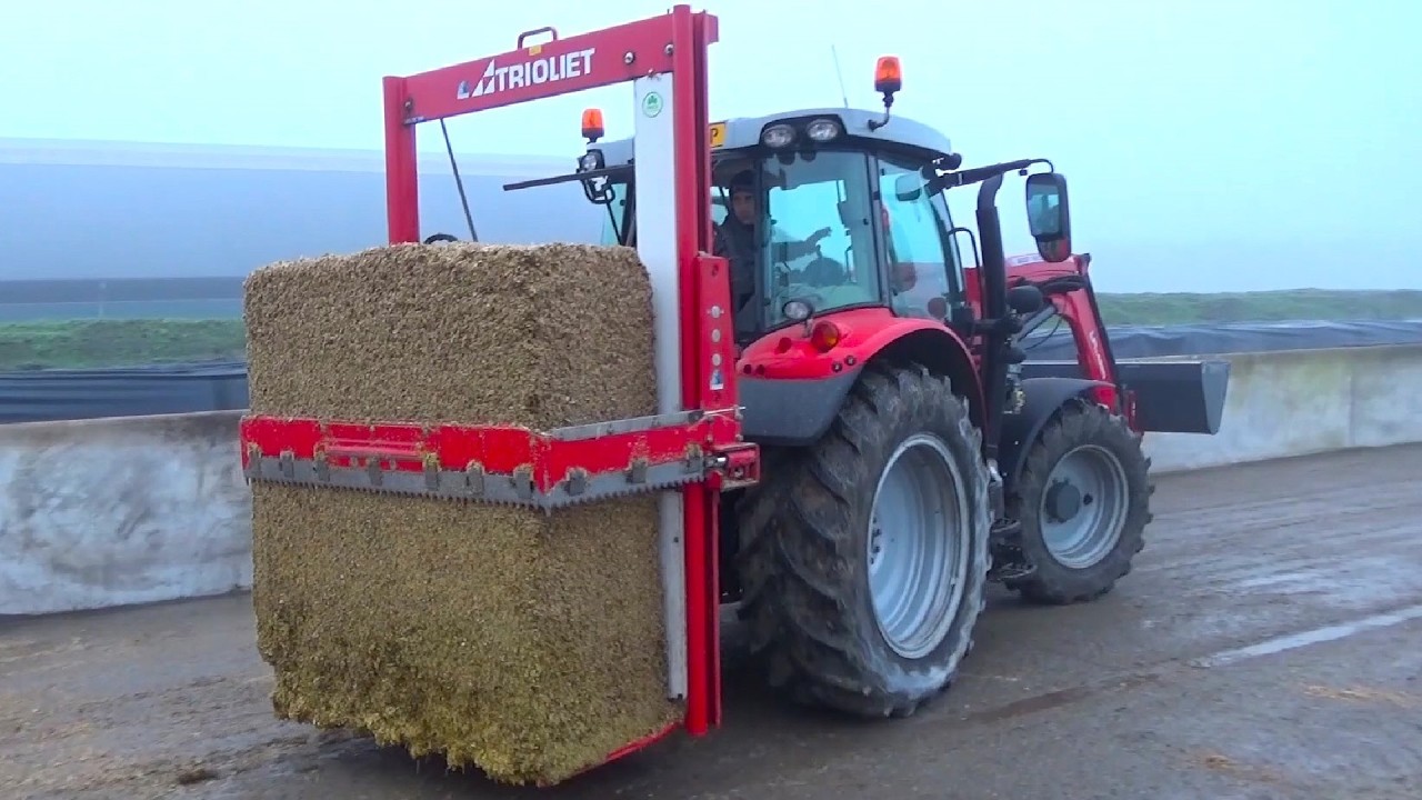 Feeding Cattle Youtube
