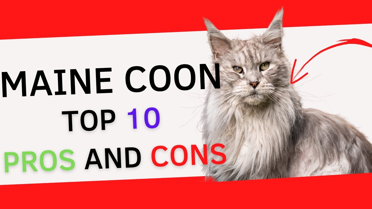Must Know Maine Coon Cat Top 10 Pros And Cons Youtube