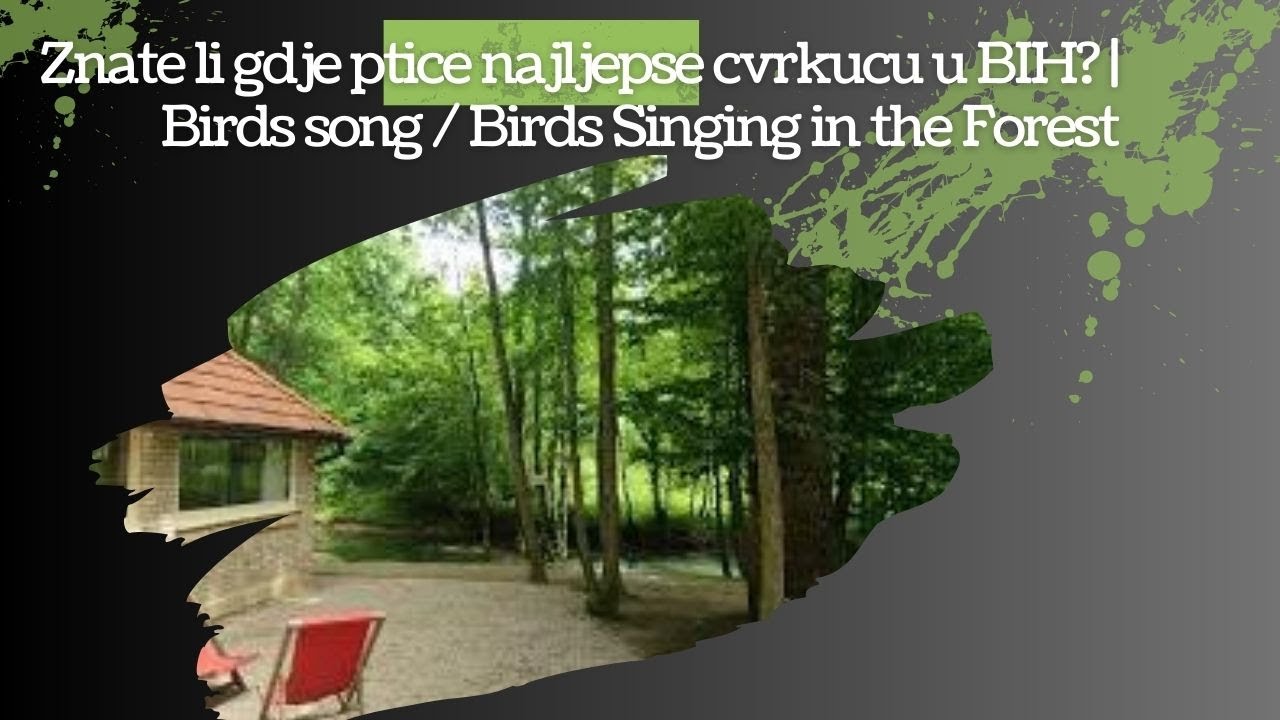 Birds Song Birds Singing In The Forest Nature Youtube