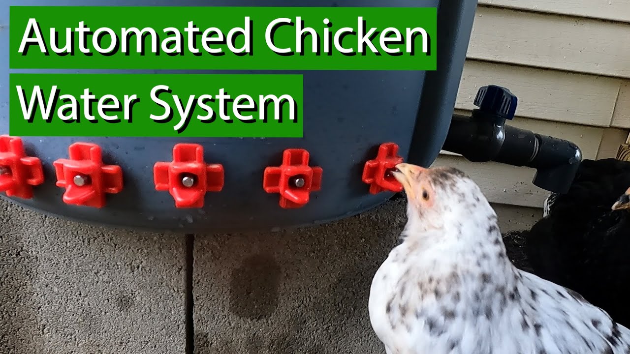 Co Op Chicken Water Containers Chicken Feeder And Waterer Combo From