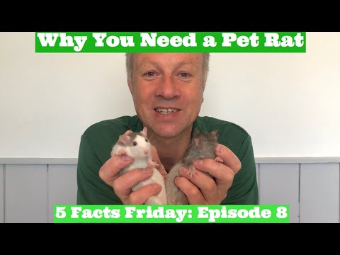 5 Facts Friday 5 Reasons Why You Need A Pet Rat рџђђ Rat Intelligence