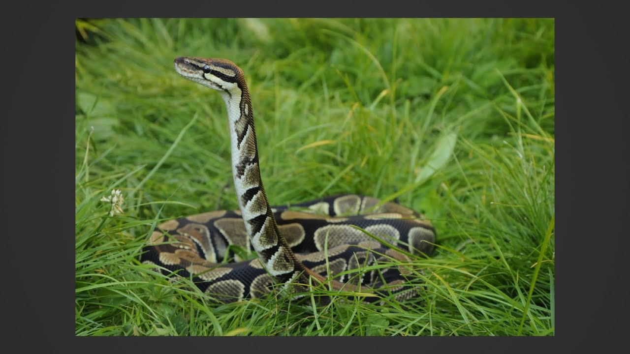 Why Do Ball Pythons Do The Cobra Benjamin S Exotics Youtube