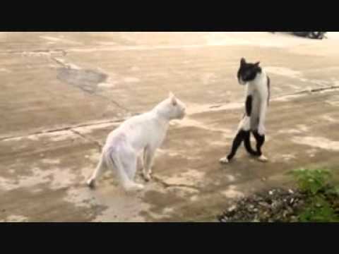Cat Walking On Two Legs
