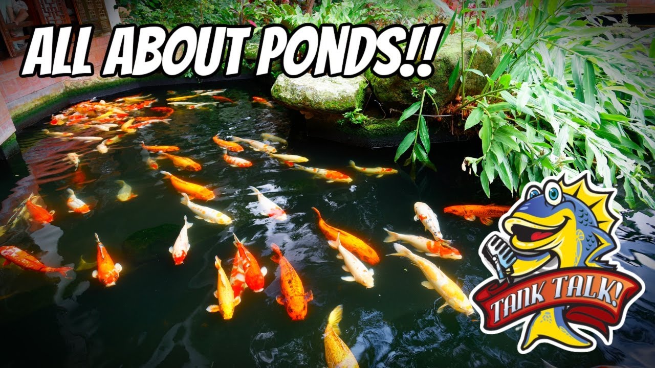 All About Ponds Youtube