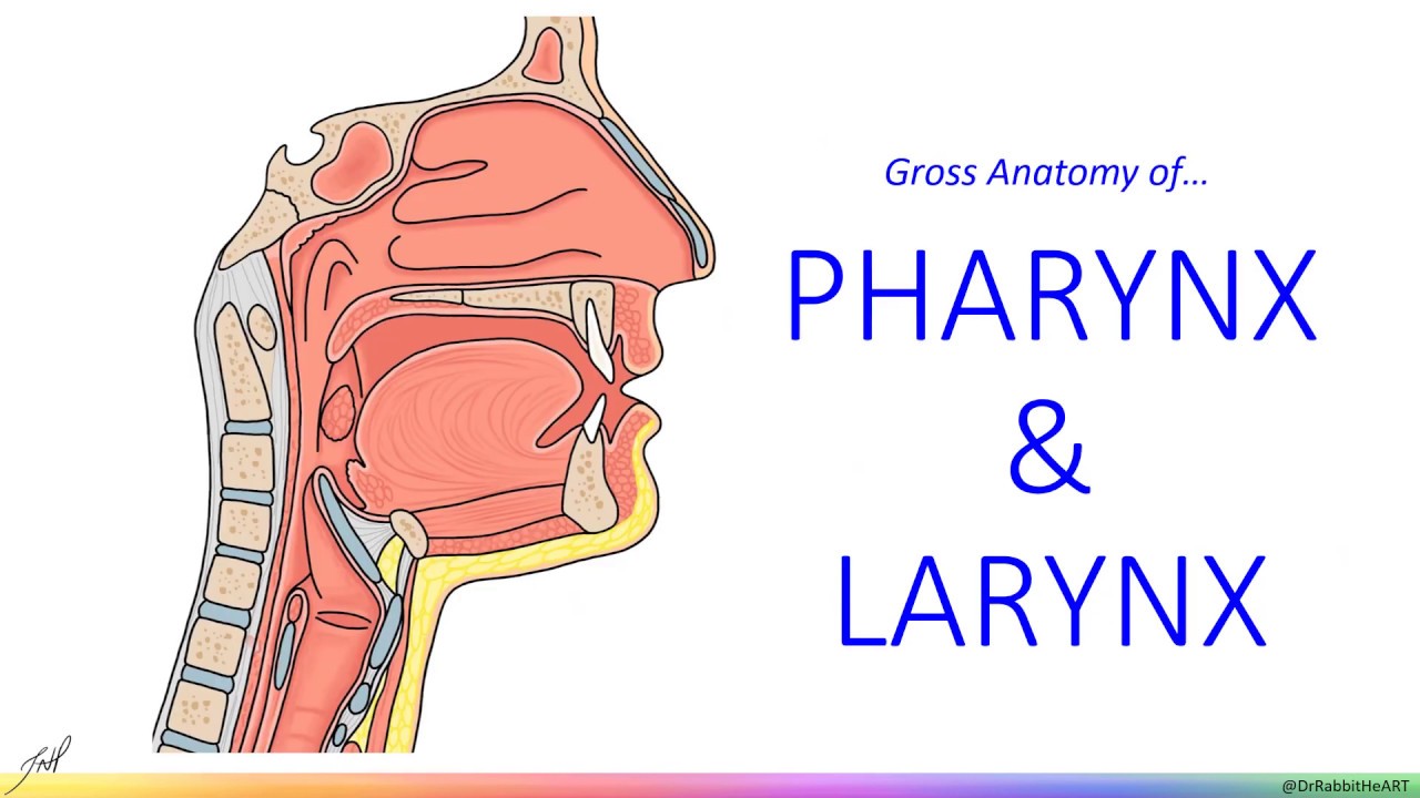 Pharynx Anatomy Premium Vector Pharynx And Larynx