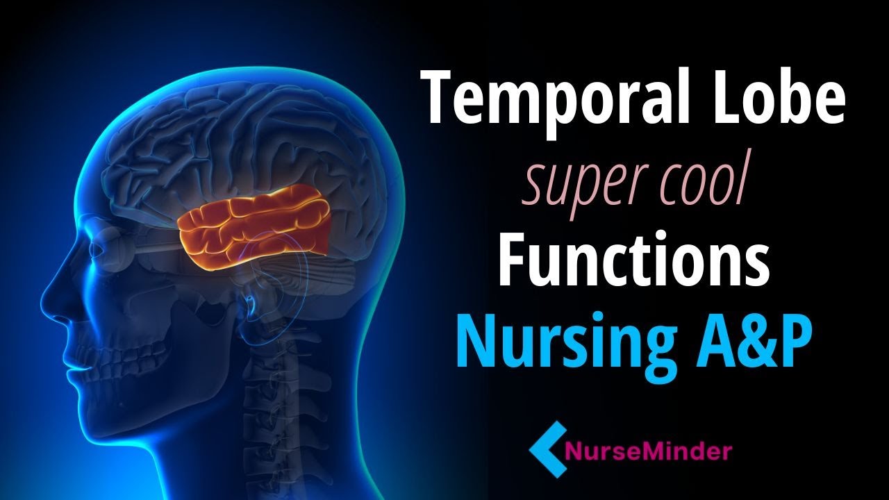 Frontal And Temporal Lobes Function