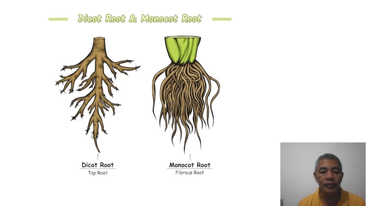 Dicot Vs Monocot Root